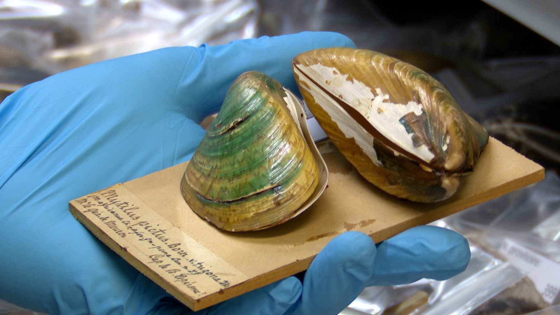Des mollusques à la pointe de la digitalisation au MHNN - Canal Alpha