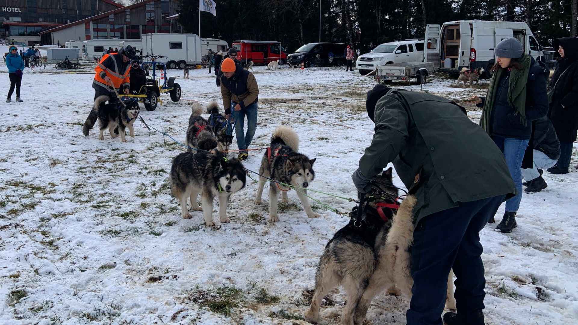 Kilian et sa meute de Malamutes - Canal Alpha